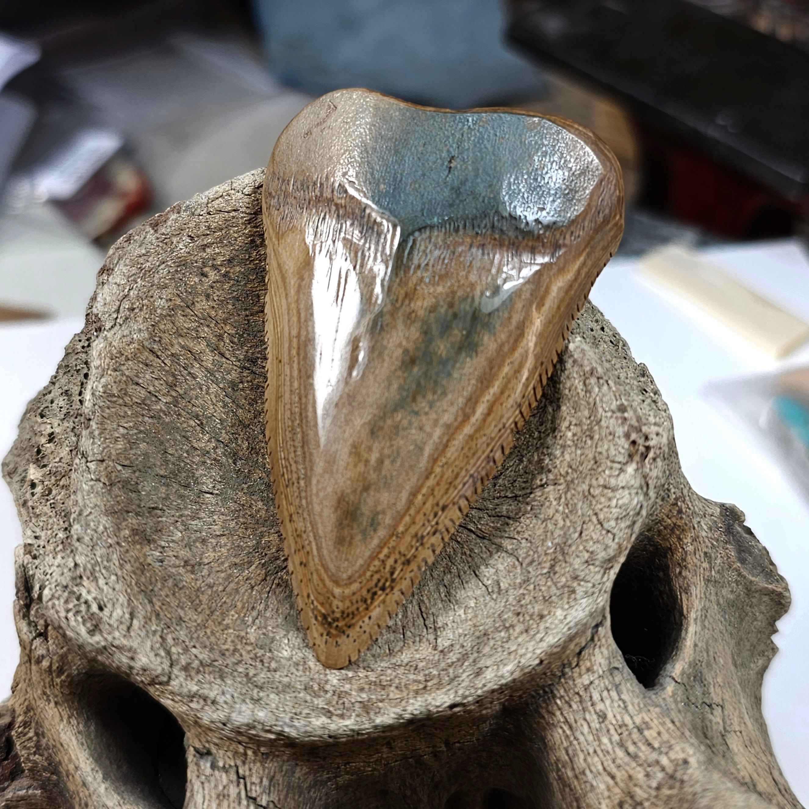 Woolly Mammoth Ivory Sharkstooth – IceAge Treasures